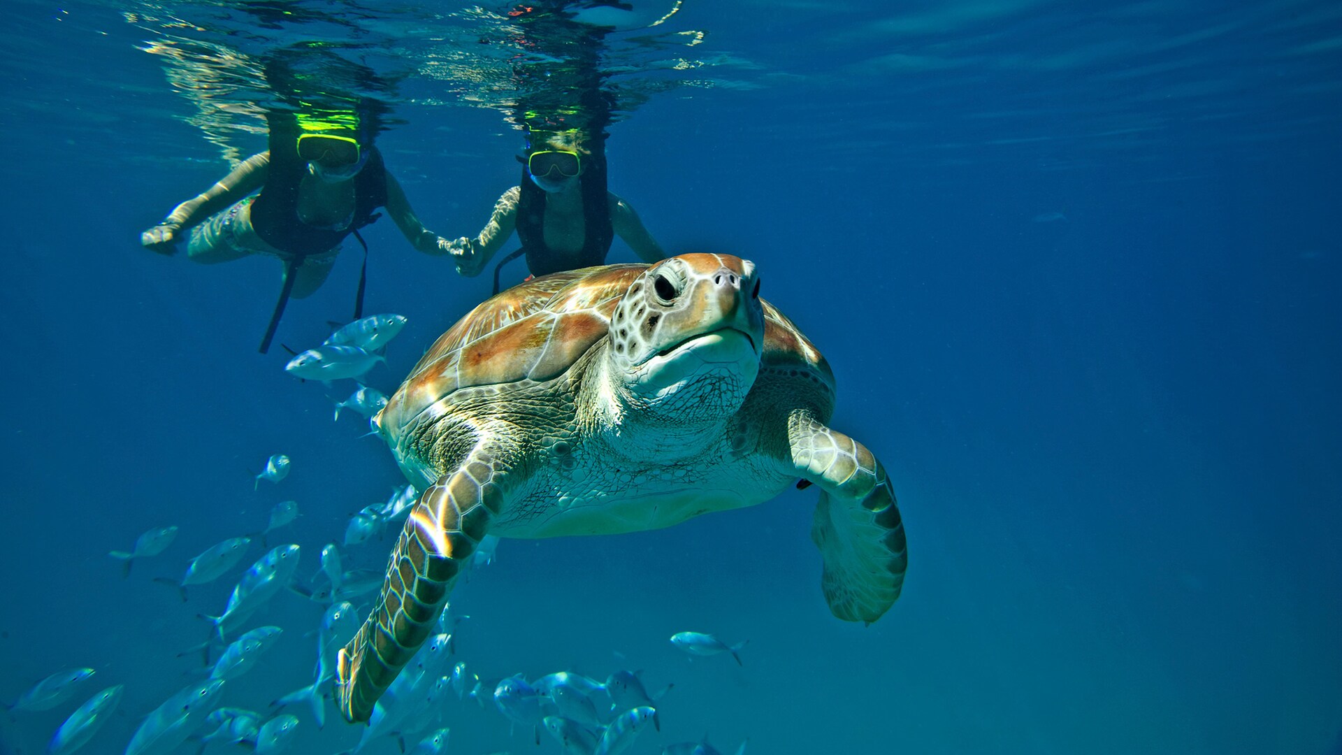 Barbados Sail and Snorkel with Turtles | Disney Cruise Line