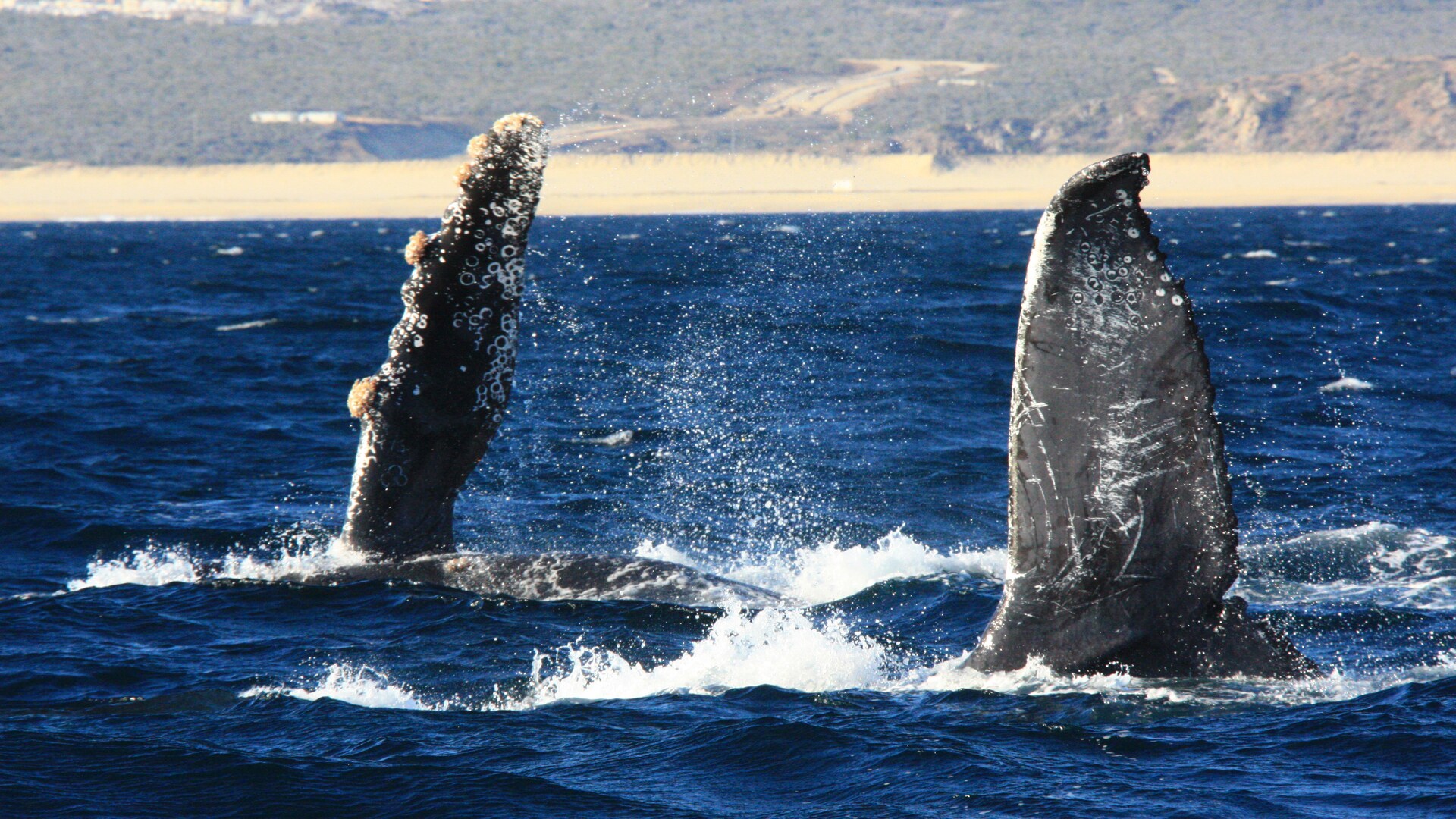 Whale Watching in Cabo | Disney Cruise Line