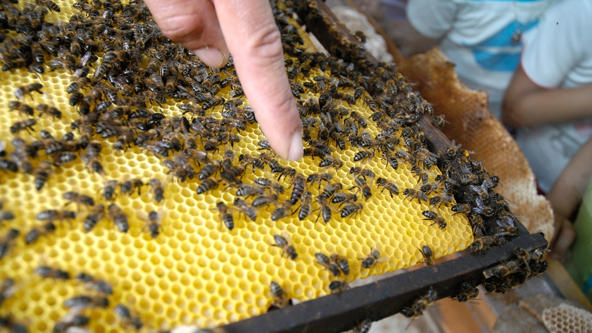 Beekeeper for a Day | Disney Cruise Line