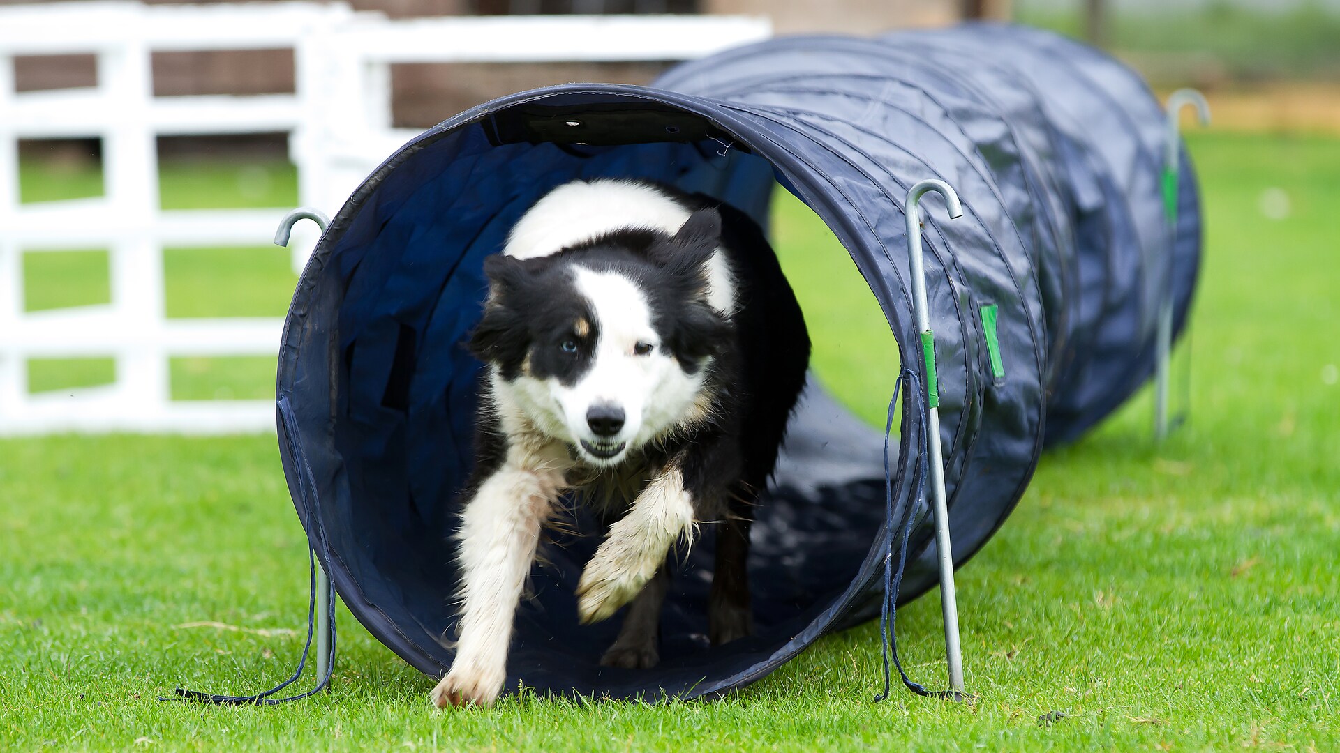 Scottish Sheepdogs, Trossachs & Boat Trip | Port Adventures | Disney ...