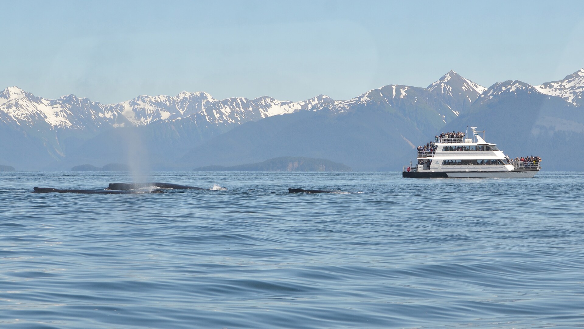 Point Adolphus Whale Watching & Catamaran Cruise | Disney Cruise Line