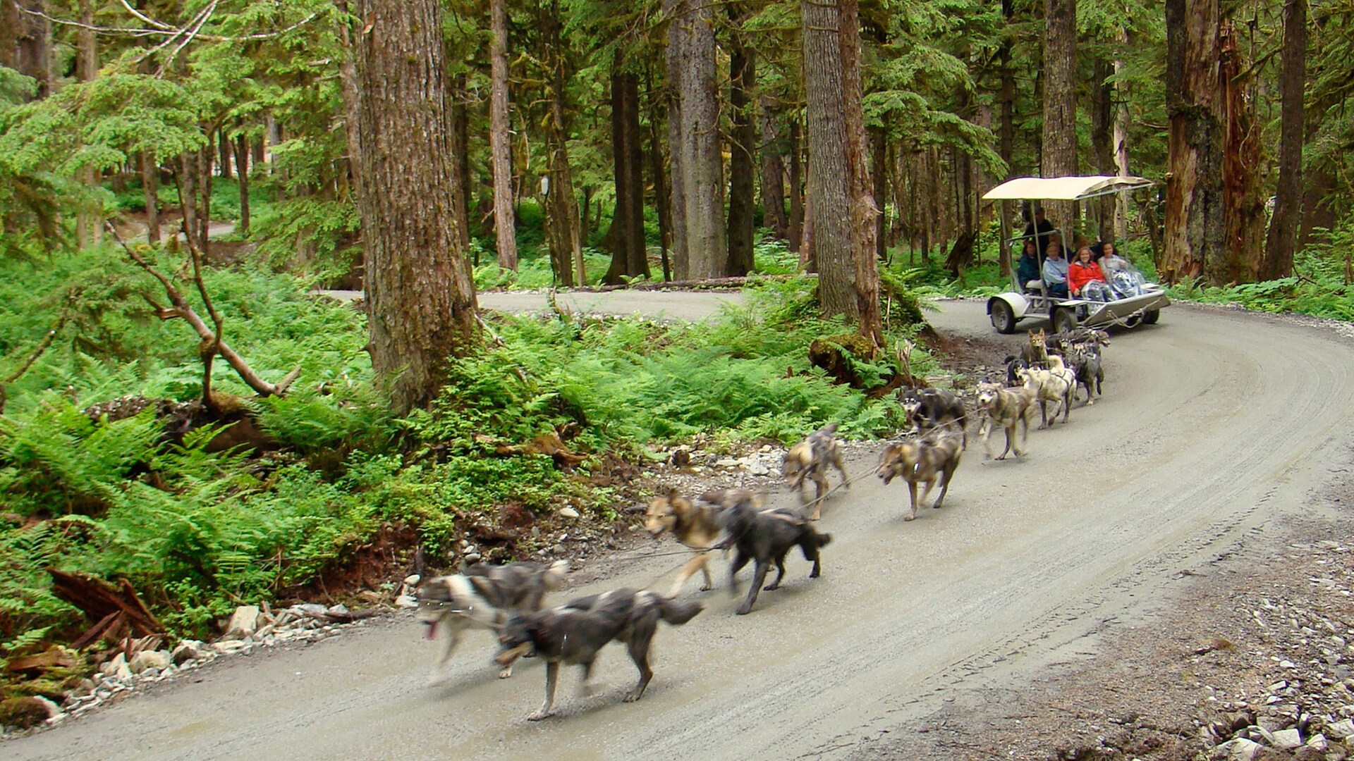 Alaskan Sled Dog and Musher's Camp | Disney Cruise Line
