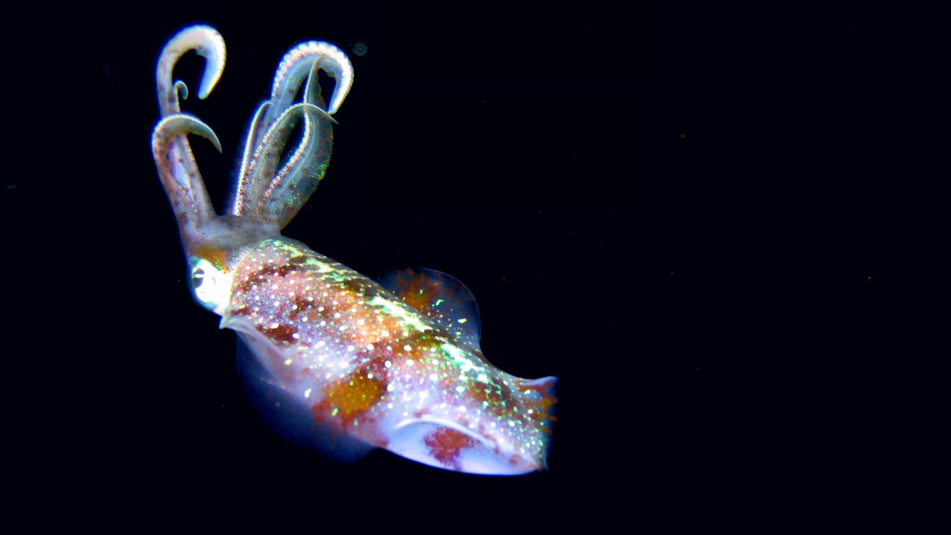 Bermuda Triangle Evening Cruise by Glass Bottom Boat | Disney Cruise Line