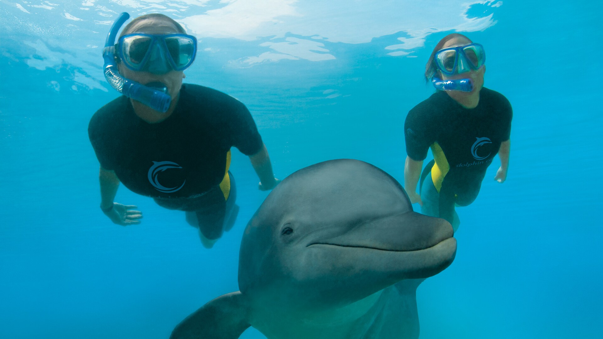 Atlantis Dolphin Cay Swim in Wonder and Aquaventure | Disney Cruise Line