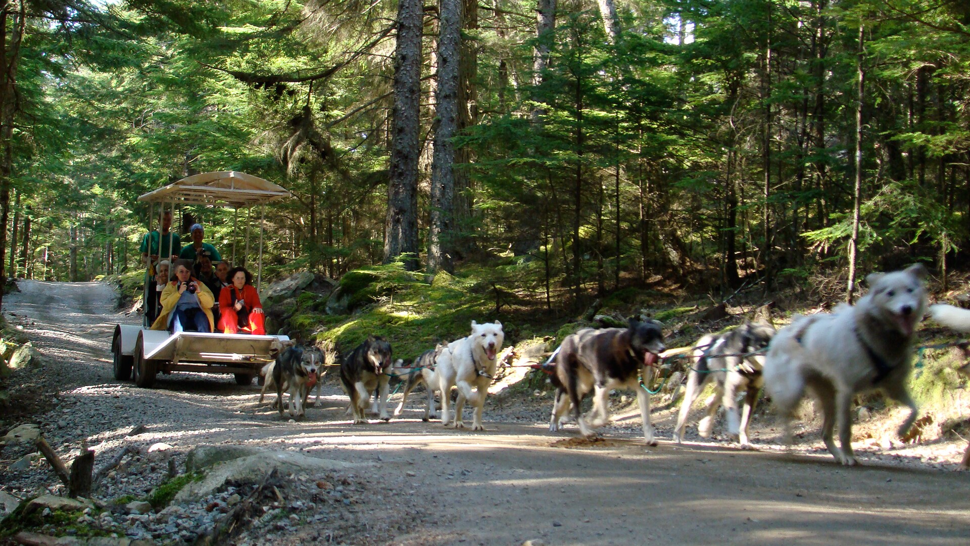 Skagway's Musher Camp and Sled Dog Trip | Disney Cruise Line