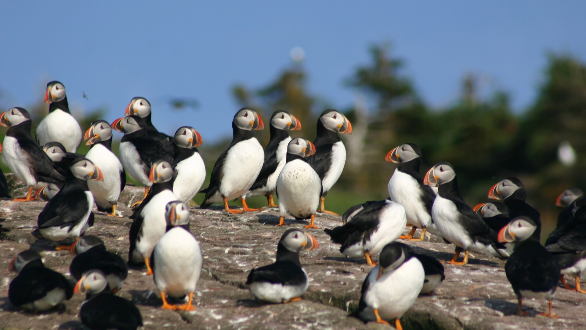 Puffin Watching Adventure | St. John's, Newfoundland Port Adventures ...