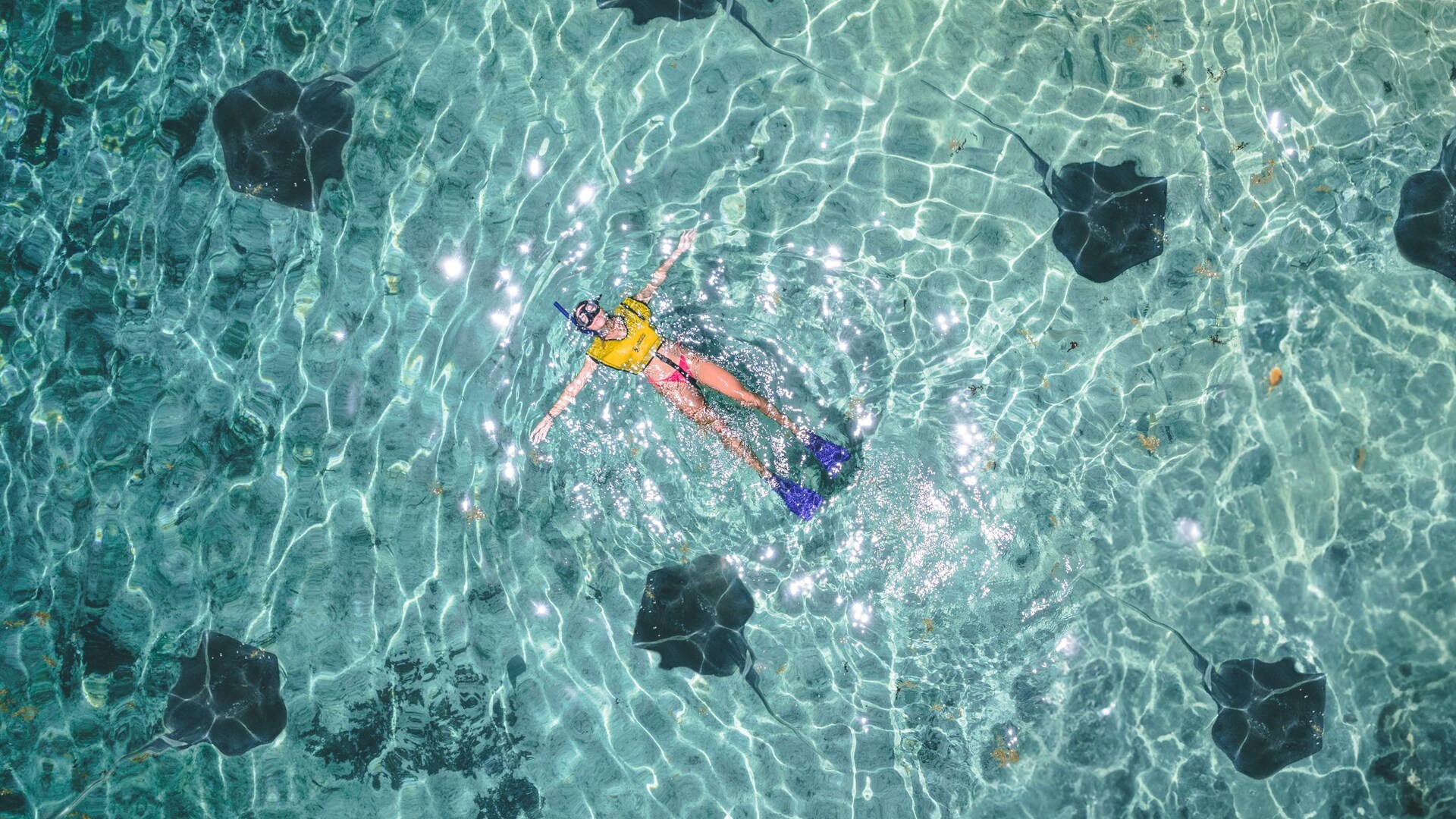 Everybody Loves Rays: Stingray Encounter | Disney Cruise Line