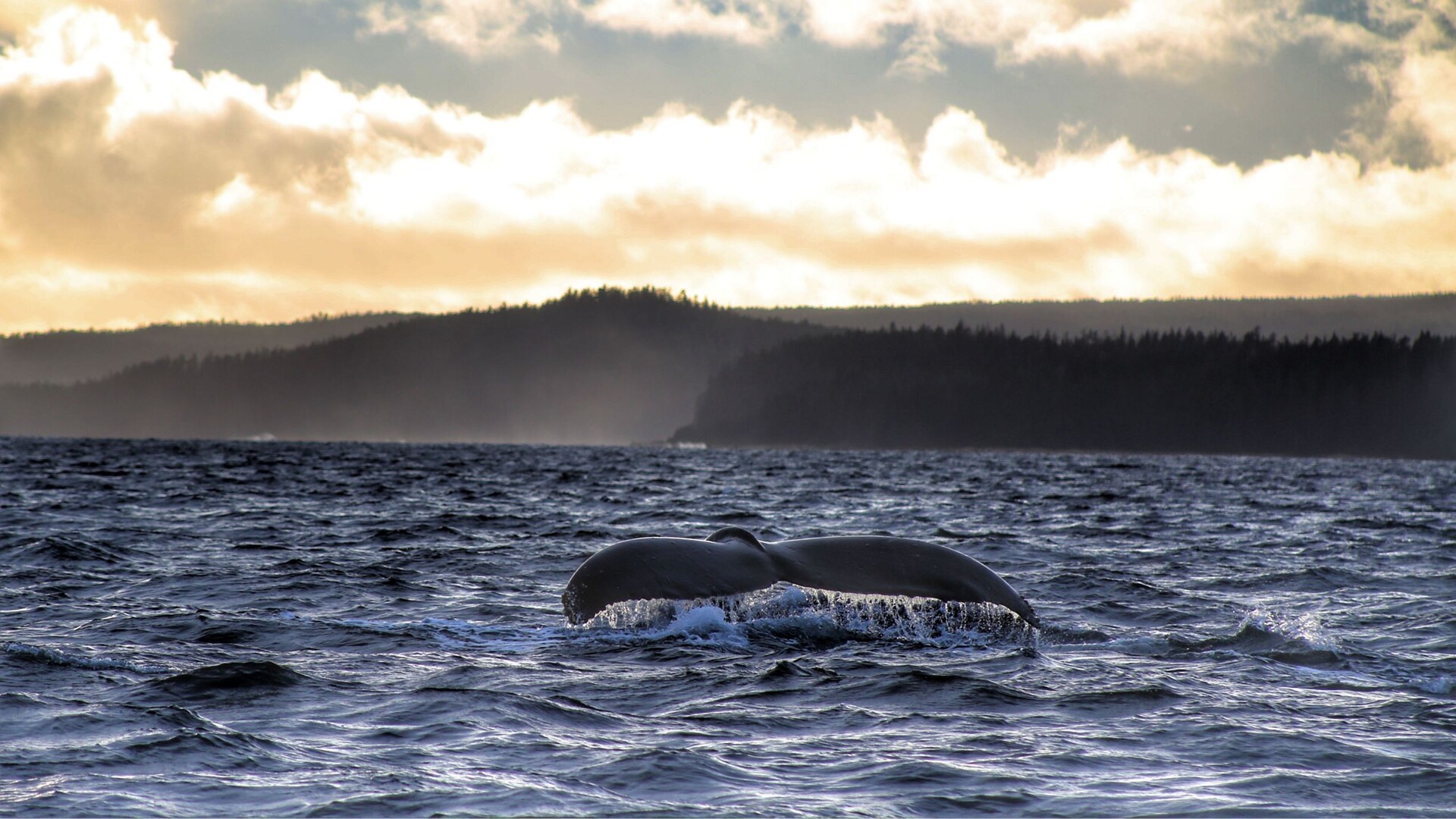 Alaska Evening Wildlife Cruise | Port Adventure | Disney Cruise Line