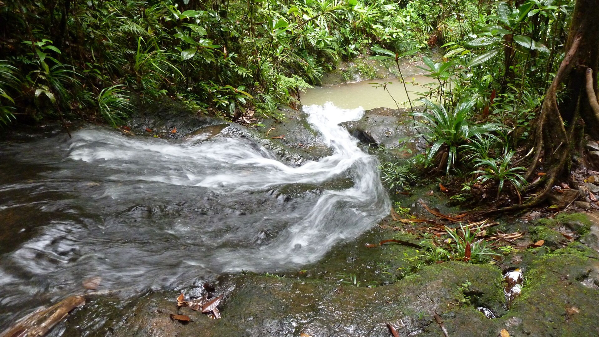 Explore Fiji's Colo-i-Suva Rainforest & Waterfall | Port Adventures ...