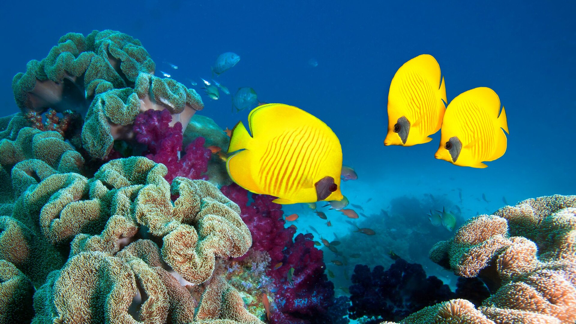 Guided Snorkel Excursion at Disney Lookout Cay | Port Adventures ...