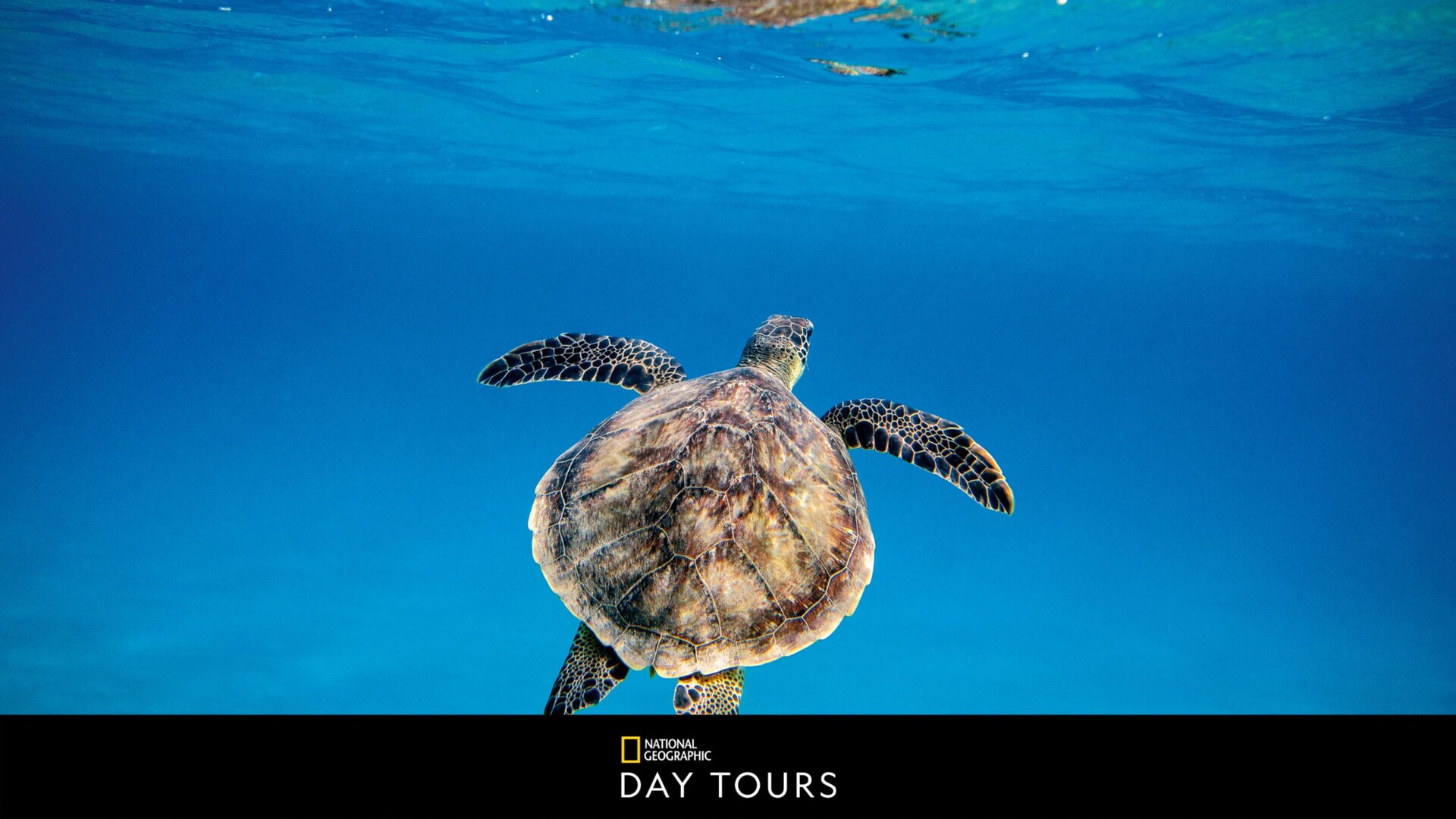 Turtle Conservation Tour | Port Adventures | Disney Cruise Line