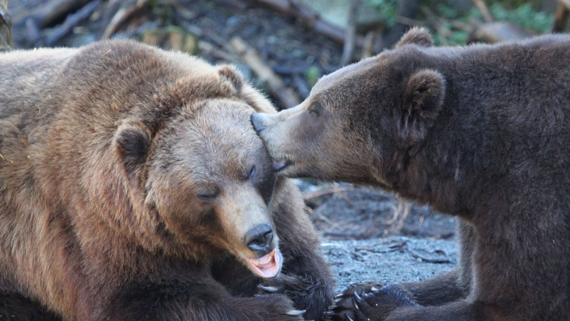 Alaska Bears & Silver Bay Homestead Experience | Disney Cruise Line