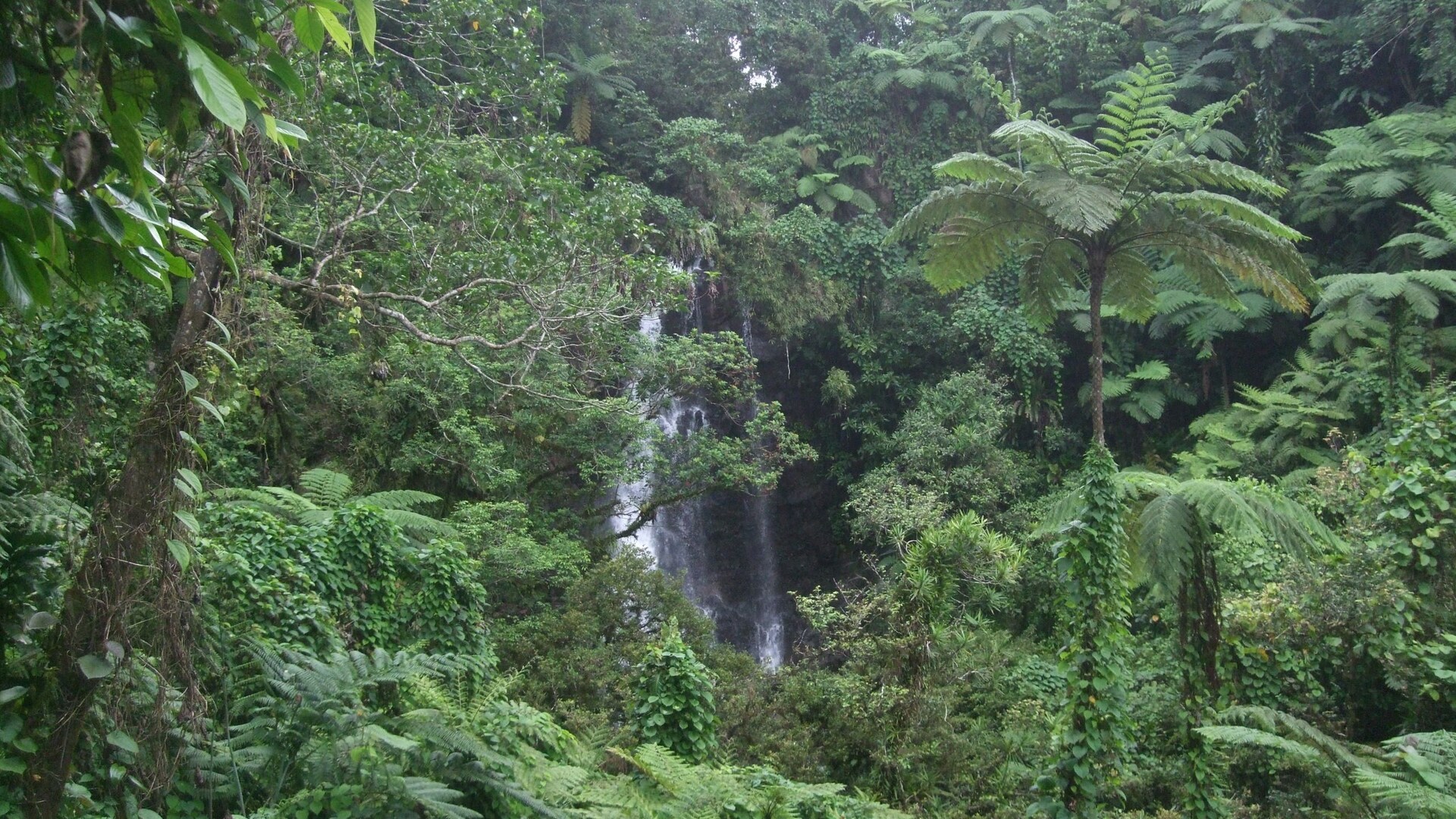 Day at Colo-i-Suva Rainforest & Waterfall | Port Adventures | Disney ...