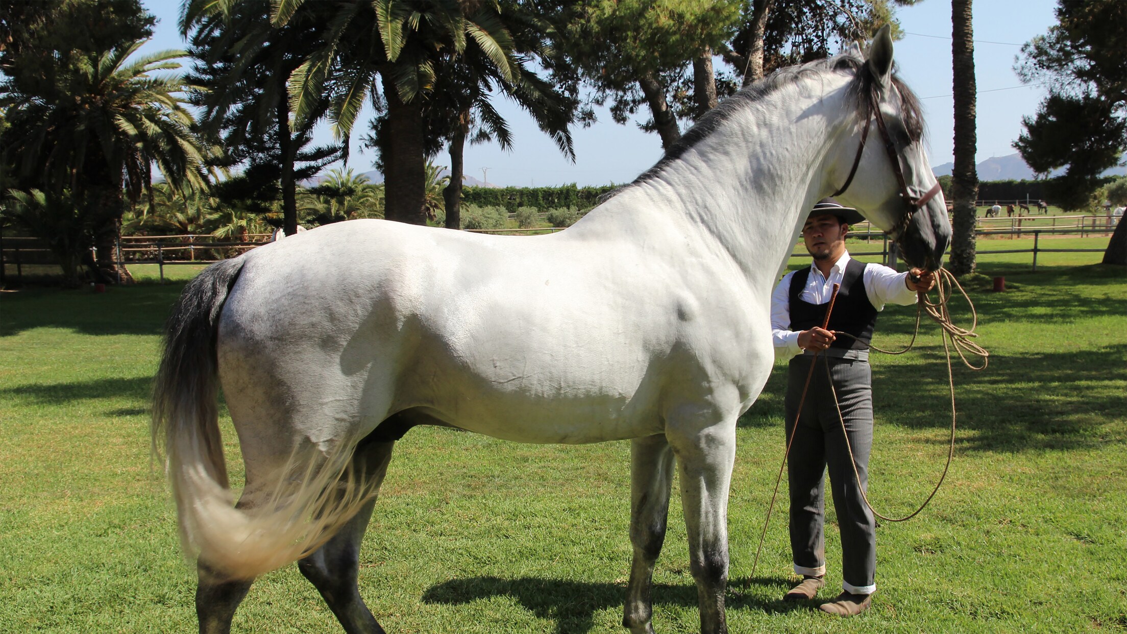 World of Spanish Horses & Flamenco Experience from Cartagena | Disney ...
