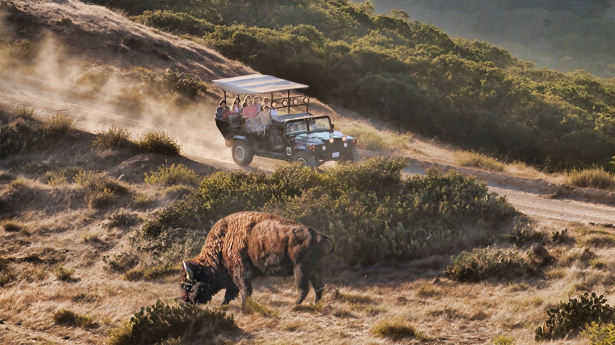 Bison Expedition - Meet Catalina Island’s Wildlife | Disney Cruise Line