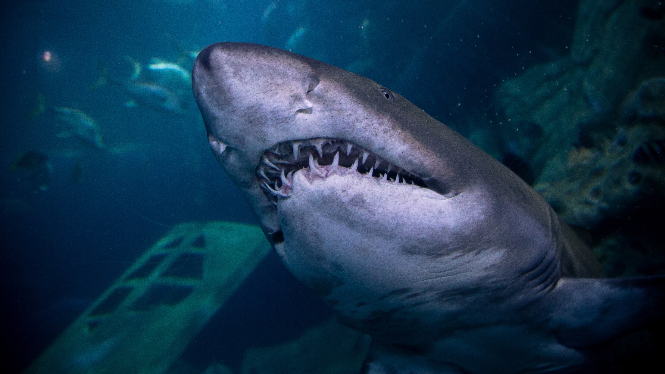 National Marine Aquarium VIP Behind the Scenes Tour from Plymouth ...