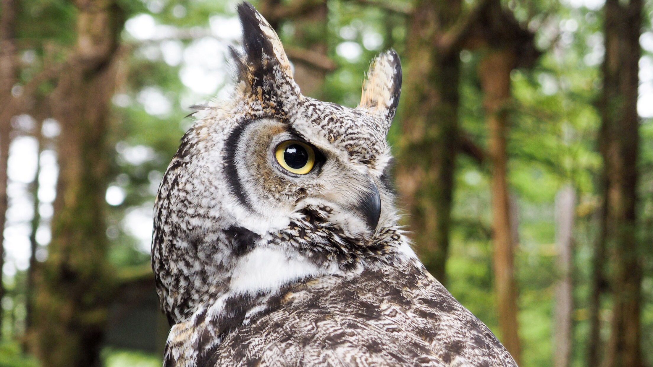 Alaska Raptor Center & Nature Walk in Sitka | Disney Cruise Line