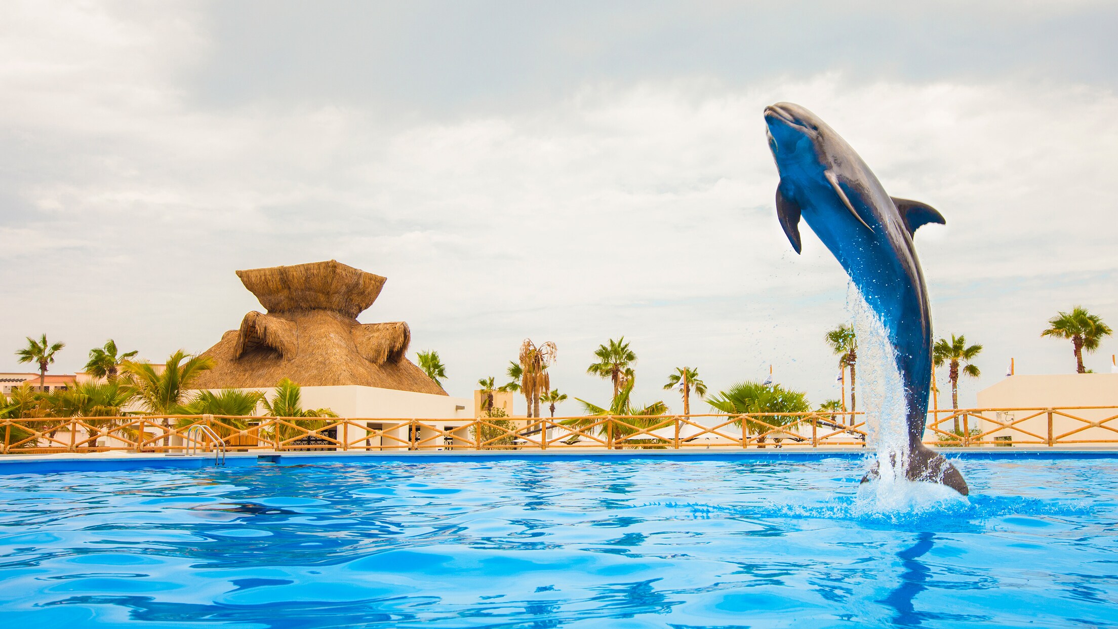 Cabo San Lucas Dolphin Encounter | Disney Cruise Line