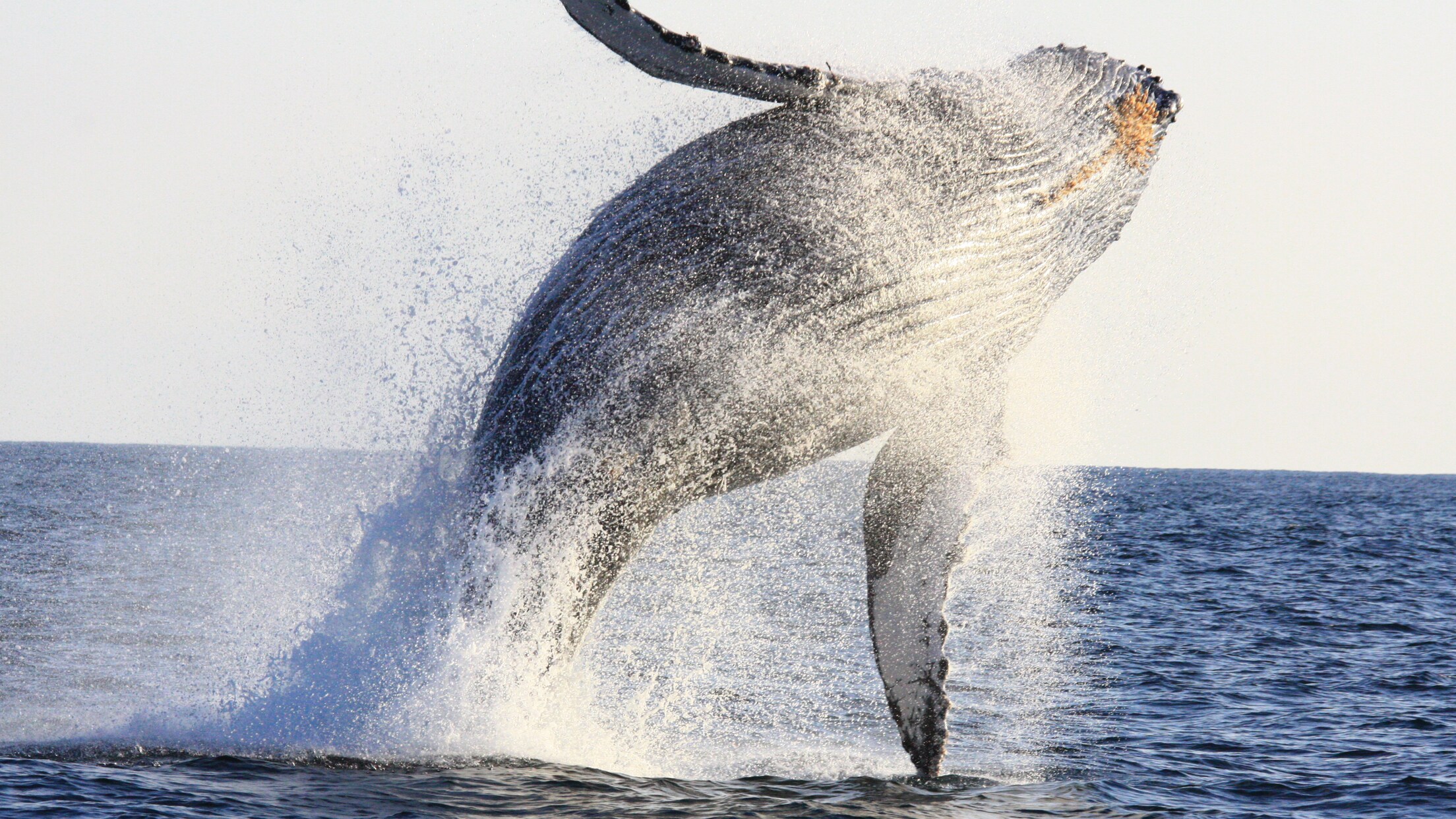 Whale Watching in Cabo | Disney Cruise Line