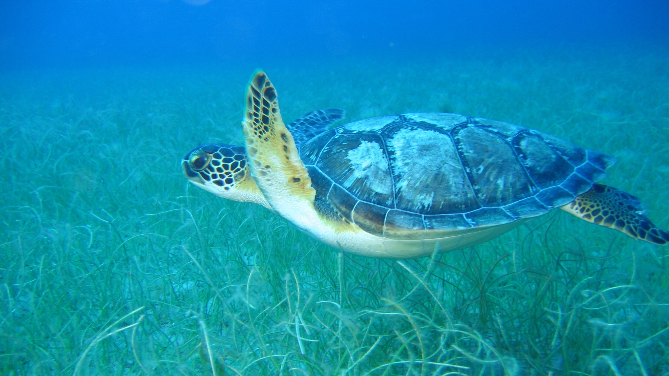 Scuba Diving in the Marine Park | Disney Cruise Line