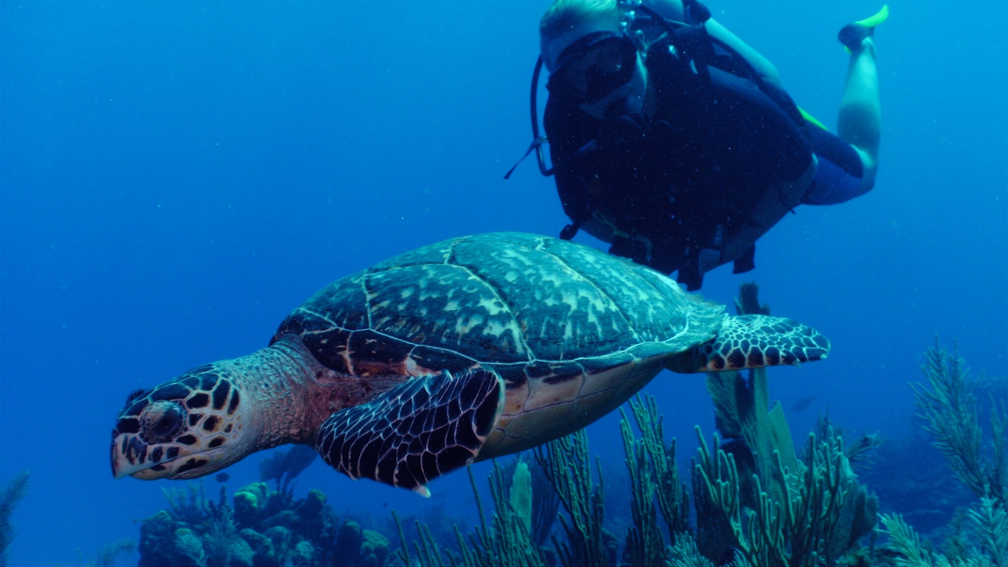 Scuba Dive Mesoamerican Barrier Reef | Disney Cruise Line