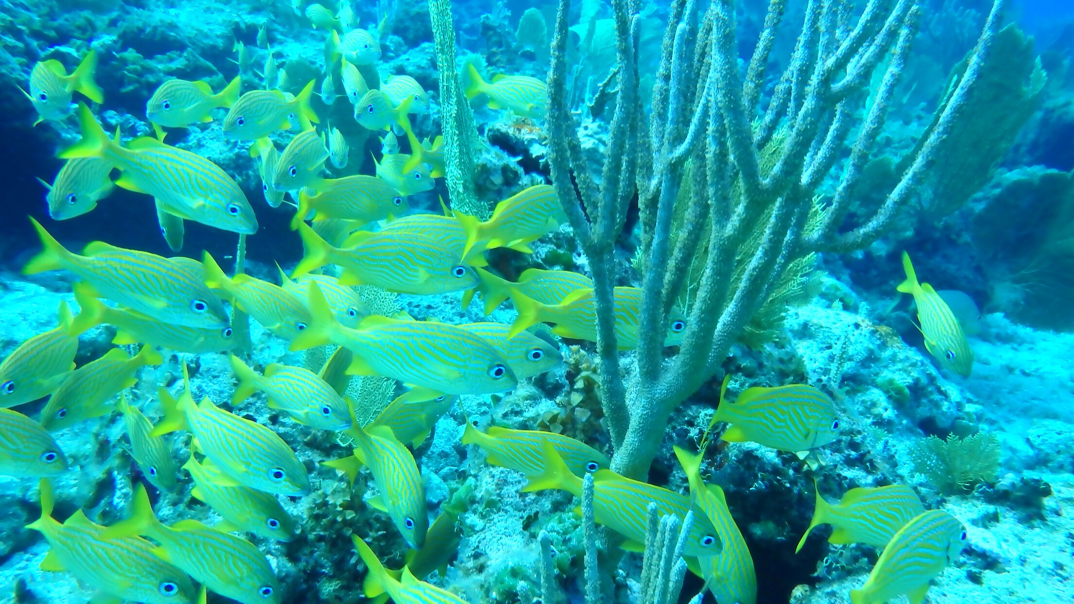 Castaway Cay Rigid Hull Snorkeling Excursion | Disney Cruise Line