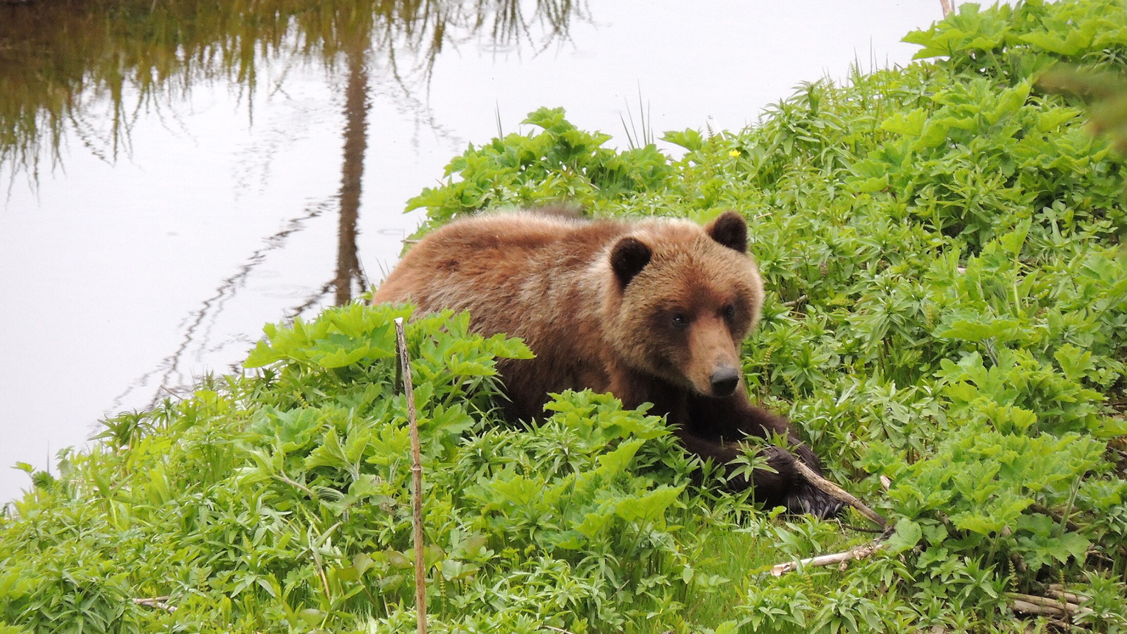 Spasski River Bear Search | Disney Cruise Line