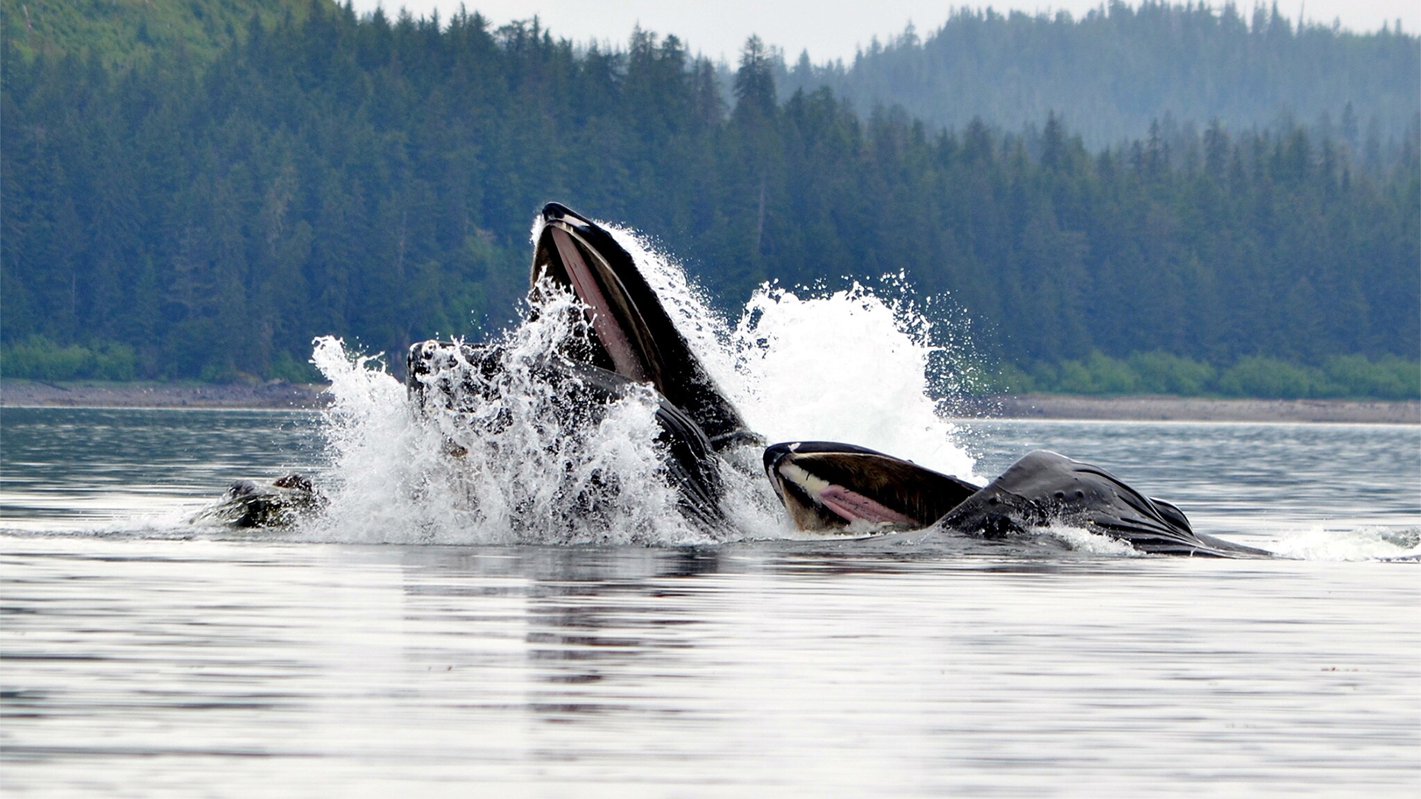 Point Adolphus Whale Watching & Catamaran Cruise | Disney Cruise Line