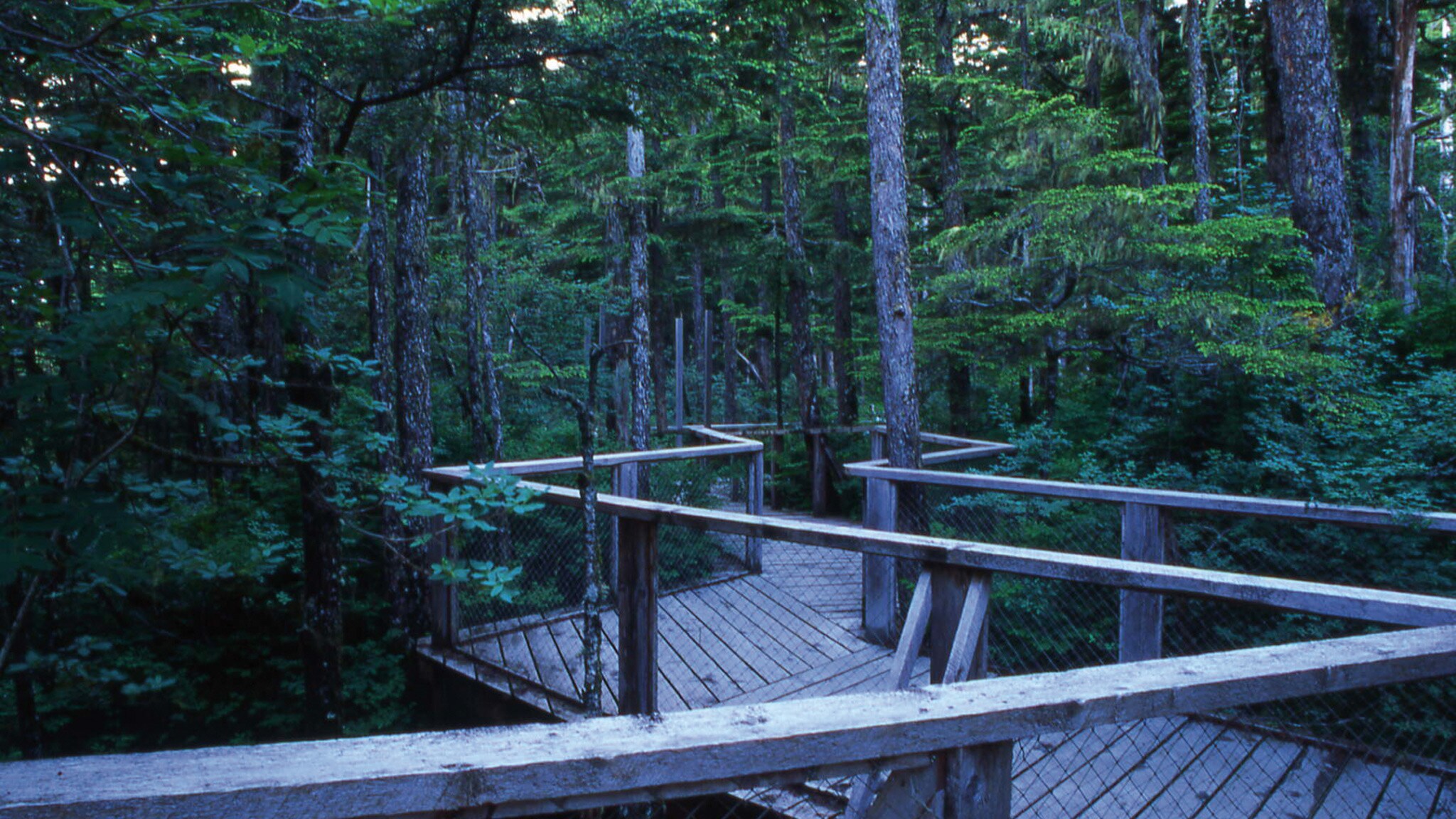 Mendenhall Glacier And Rainforest Garden Adventure Disney Cruise Line