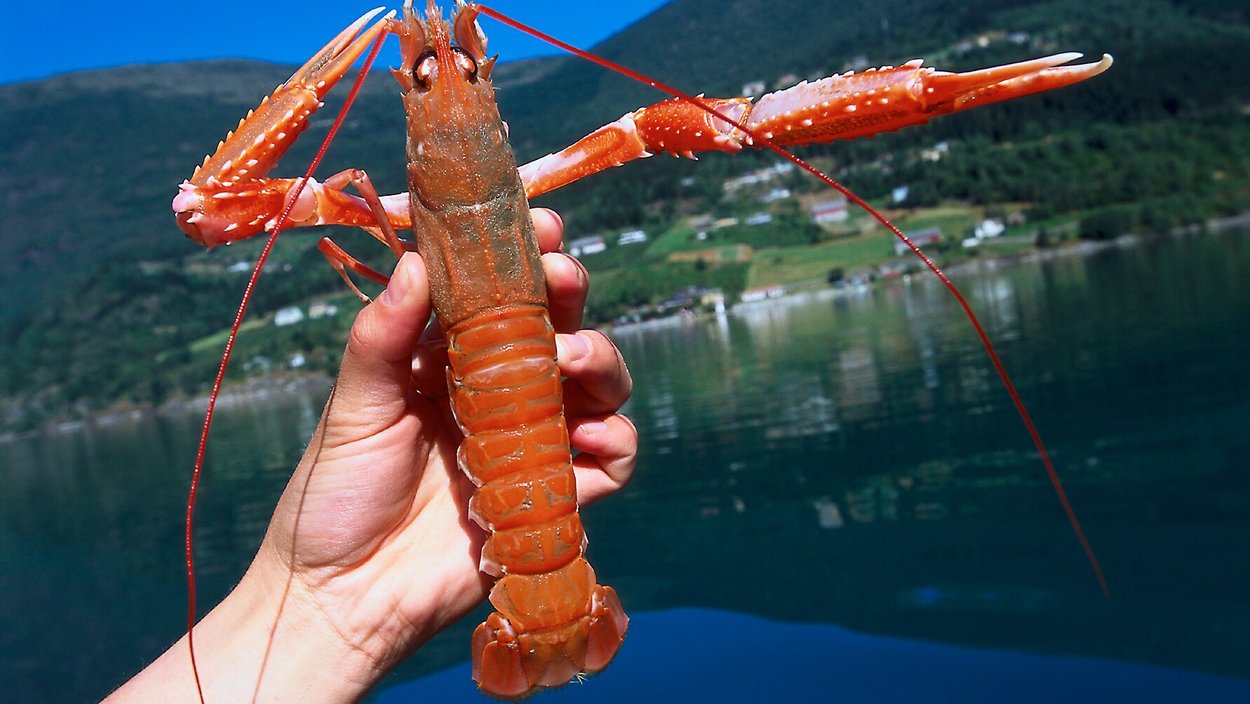 Crayfish on Nordfjord | Olden, Norway Port Adventures | Disney Cruise Line