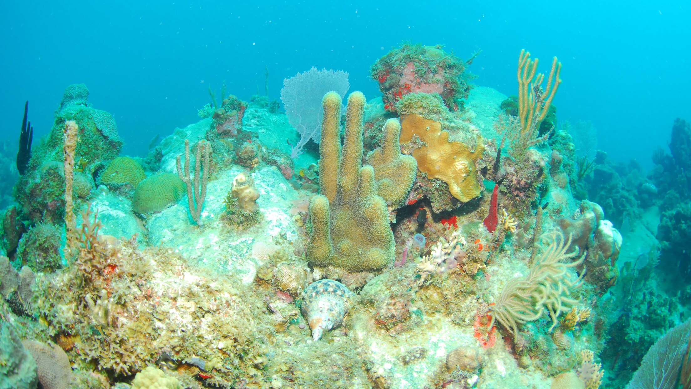 Certified Scuba Dive in St. Thomas | Disney Cruise Line