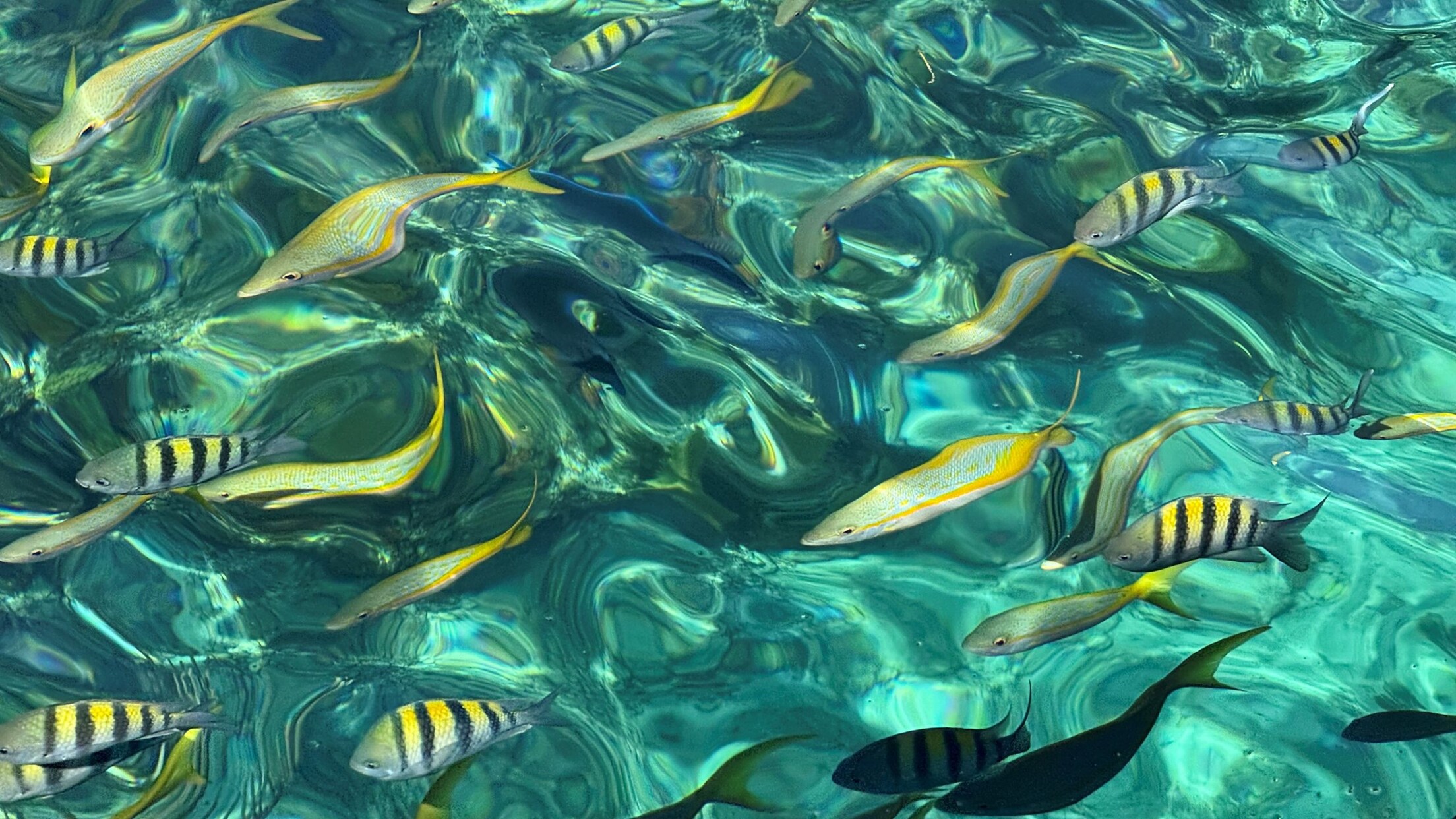 Castaway Cay Glass Bottom Boat Tour | Disney Cruise Line