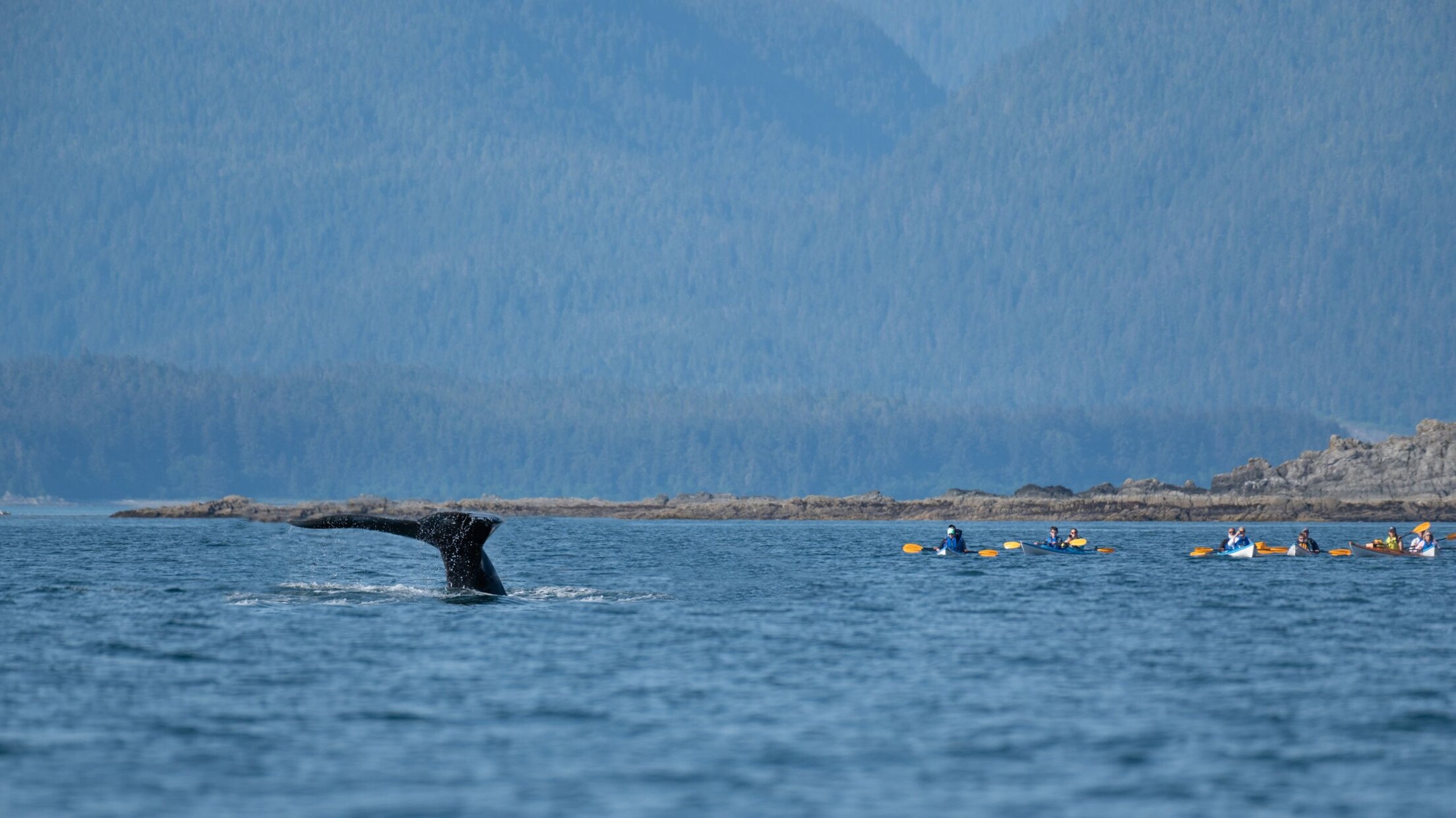 Kayak with Whales in Alaska | Port Adventures | Disney Cruise Line