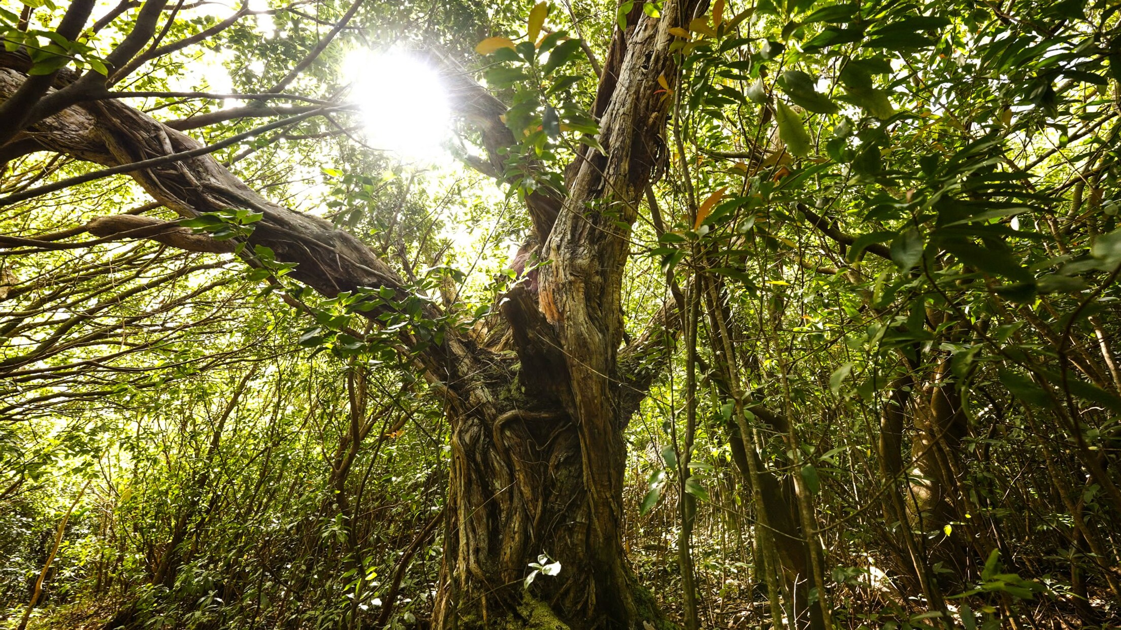 Maui Rainforest Guided Hiking Tour | Port Adventures | Disney Cruise Line