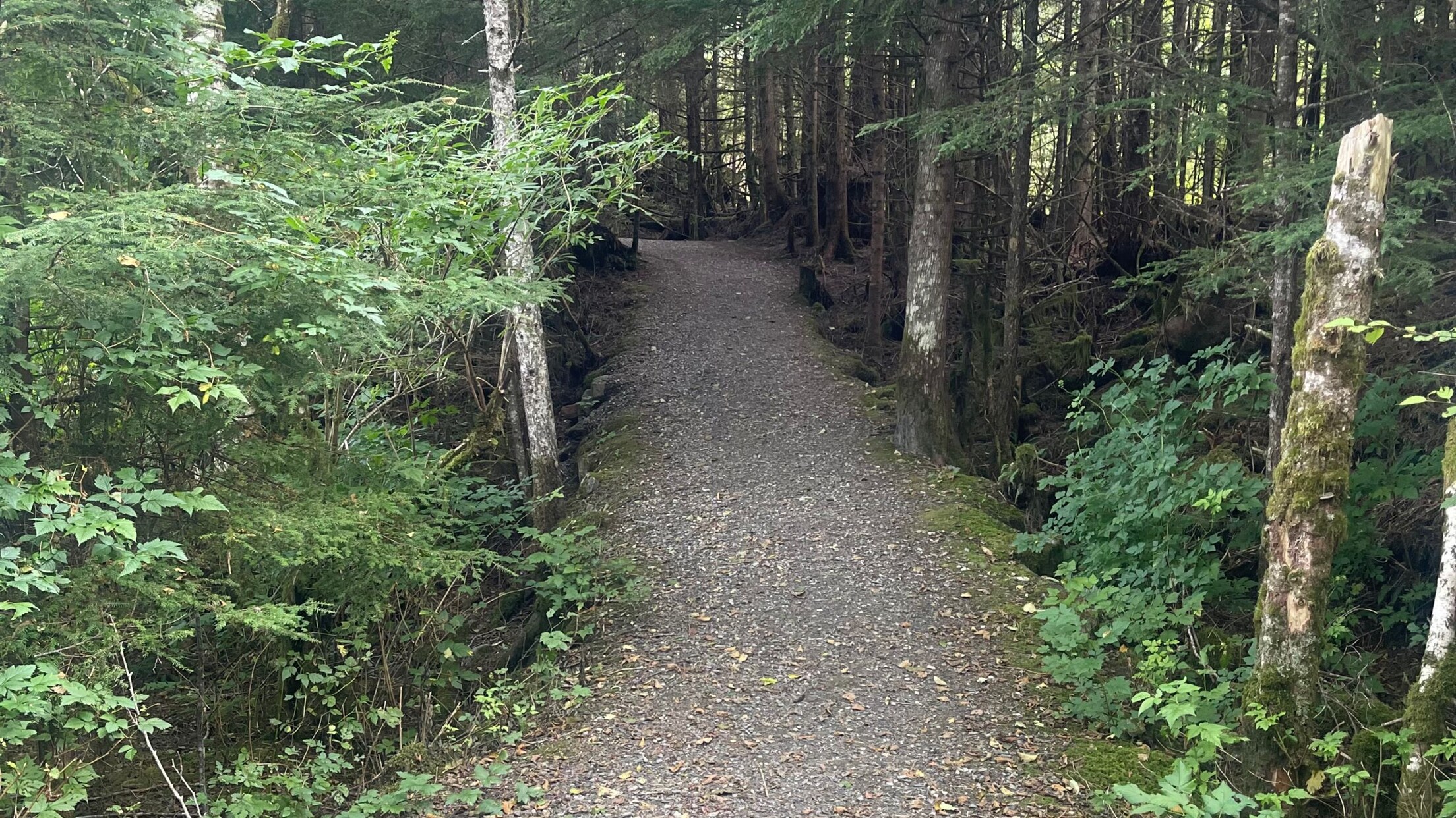 Logging History Tour in Alaska | Port Adventures | Disney Cruise Line
