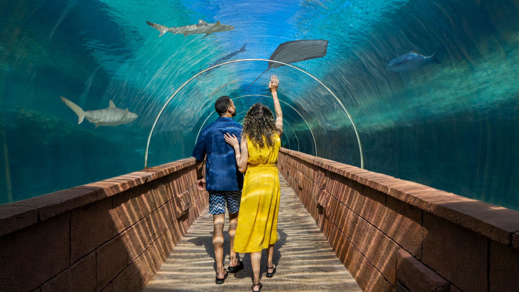 Atlantis Dolphin Cay Swim in Wonder and Aquaventure | Disney Cruise Line