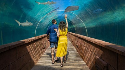 Swim with Dolphins at Atlantis Bahamas | Port Adventures | Disney ...
