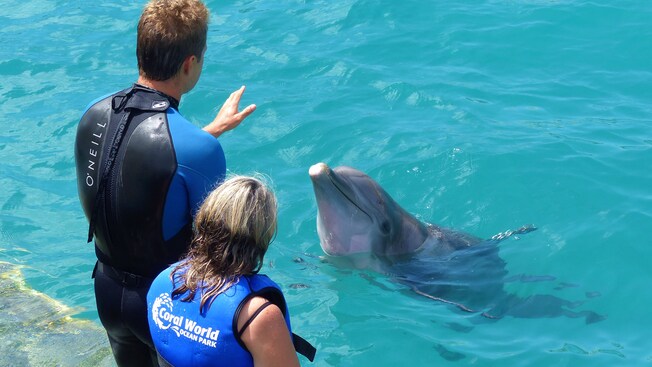 Dolphin Experience at Coral World in St Thomas | Disney Cruise Line