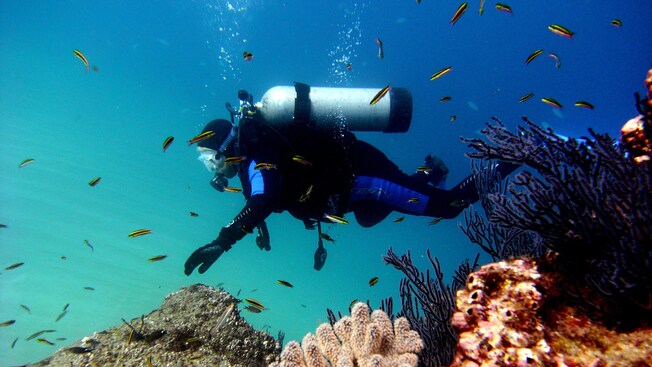 Two-Tank Dive Adventure | Cabo San Lucas, Mexico Port Adventures ...