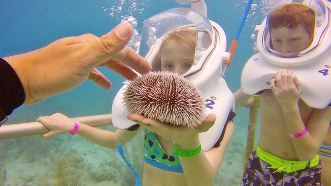 Sea Trek Helmet Dive at Coral World Ocean Park | Disney Cruise Line