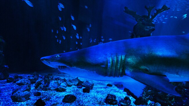 The Seas with Nemo & Friends | Epcot Attractions | Walt Disney World Resort