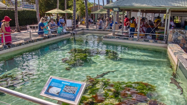 Coral World Ocean Park Guided Tour | Disney Cruise Line