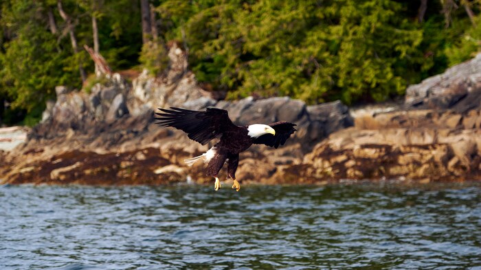 Hovercraft Eco Adventure and Wildlife Viewing, Ketchikan, Alaska ...