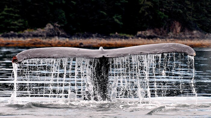 Alaskan Whale Watching and Rainforest Hike | Disney Cruise Line