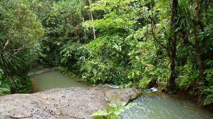 Explore Fiji's Colo-i-Suva Rainforest & Waterfall | Port Adventures ...