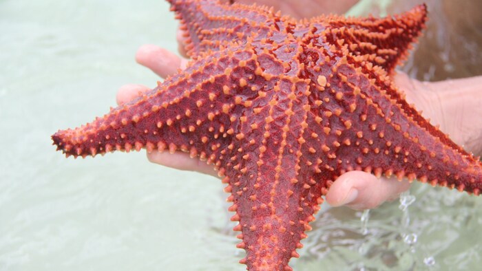 Trip to Stingray City & Starfish Beach | Disney Cruise Line Port ...