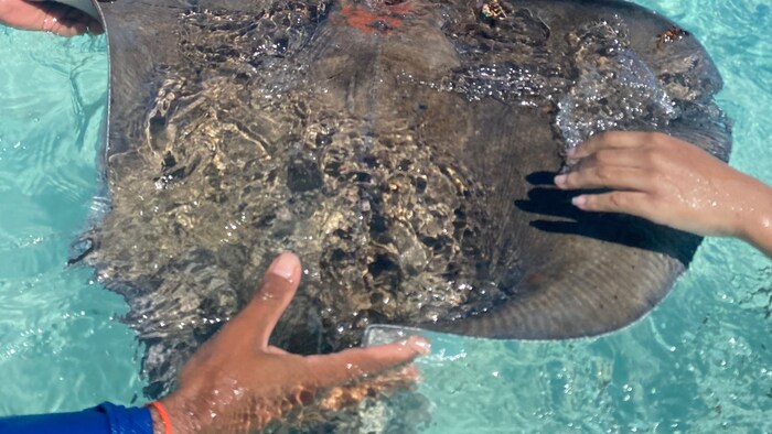 Stingray City Grand Cayman Tour | Port Adventures | Disney Cruise Line