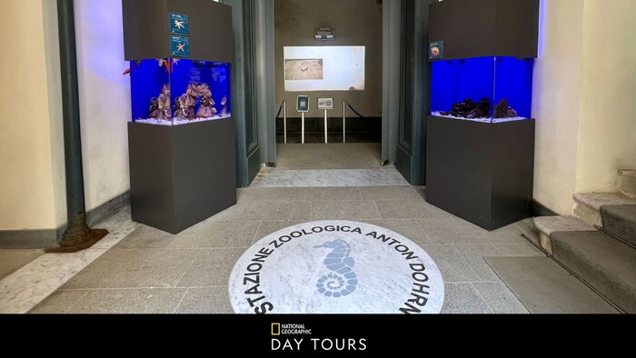 Turtle Conservation Tour | Port Adventures | Disney Cruise Line