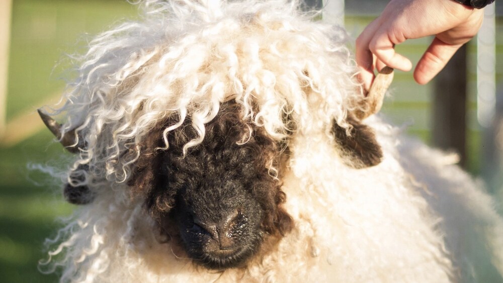 Streamvale Farm Animal Encounters & Tractor Ride in Belfast | Disney ...