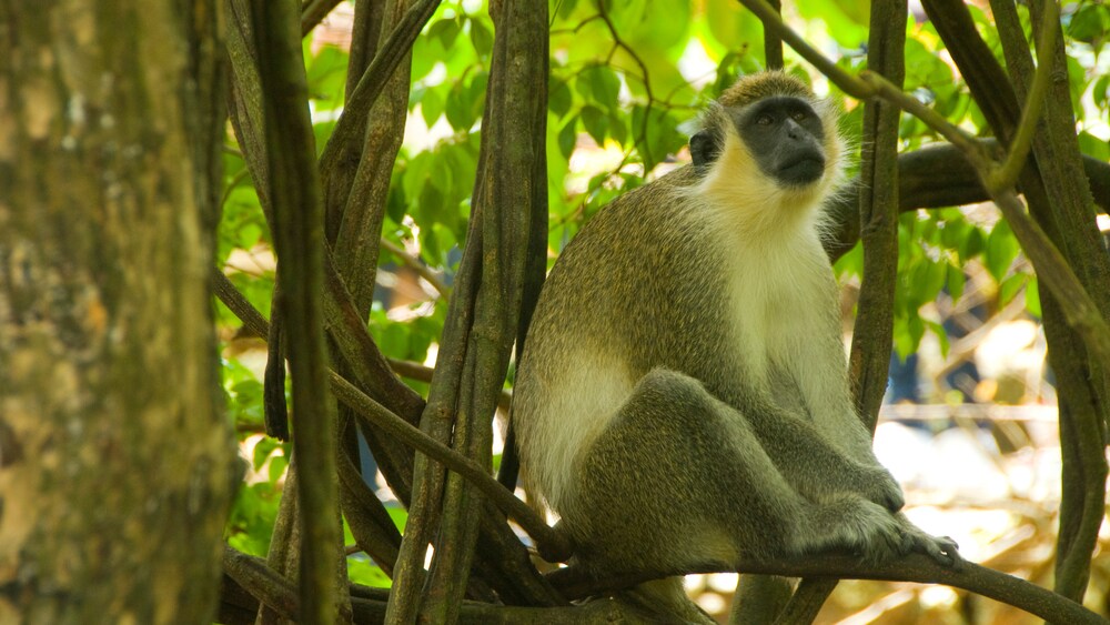 Barbados Green Monkey Island Adventure | Disney Cruise Line